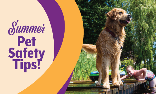 Summer Pet Safety Tips - Reid Veterinary Center